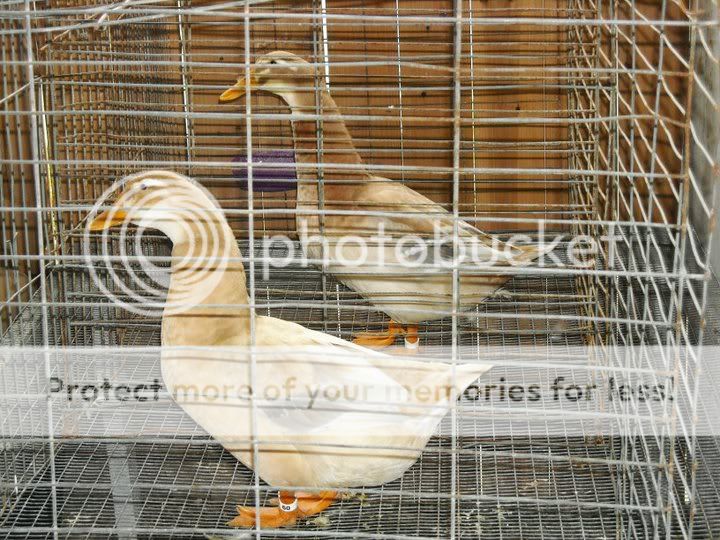 Saxony breed standard? | BackYard Chickens - Learn How to Raise Chickens