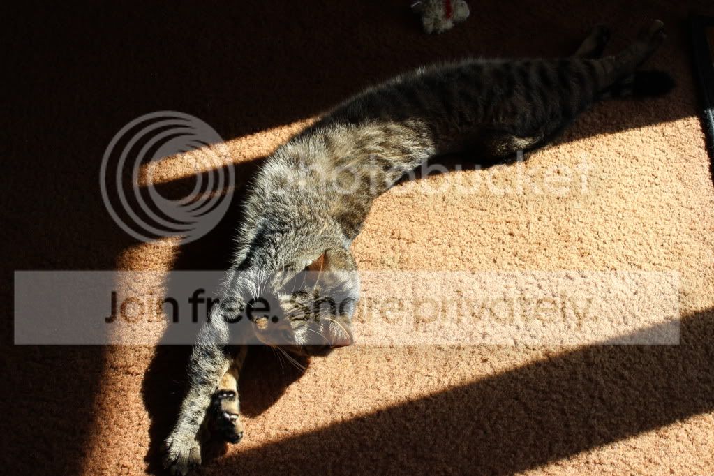 FARK.com: (7576615) Ceiling cat is sad to announce the death of Long Cat